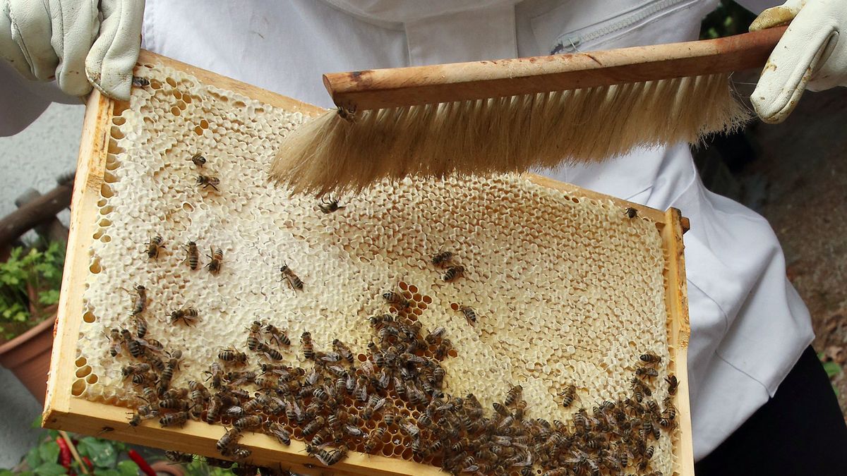 Veszélyben a török méz, a méhek fele elpusztulhat idén - Világgazdaság