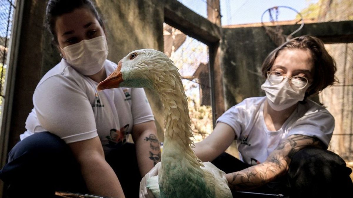 A madárinfluenza miatt nem kell külföldön a brazil baromfi - Világgazdaság